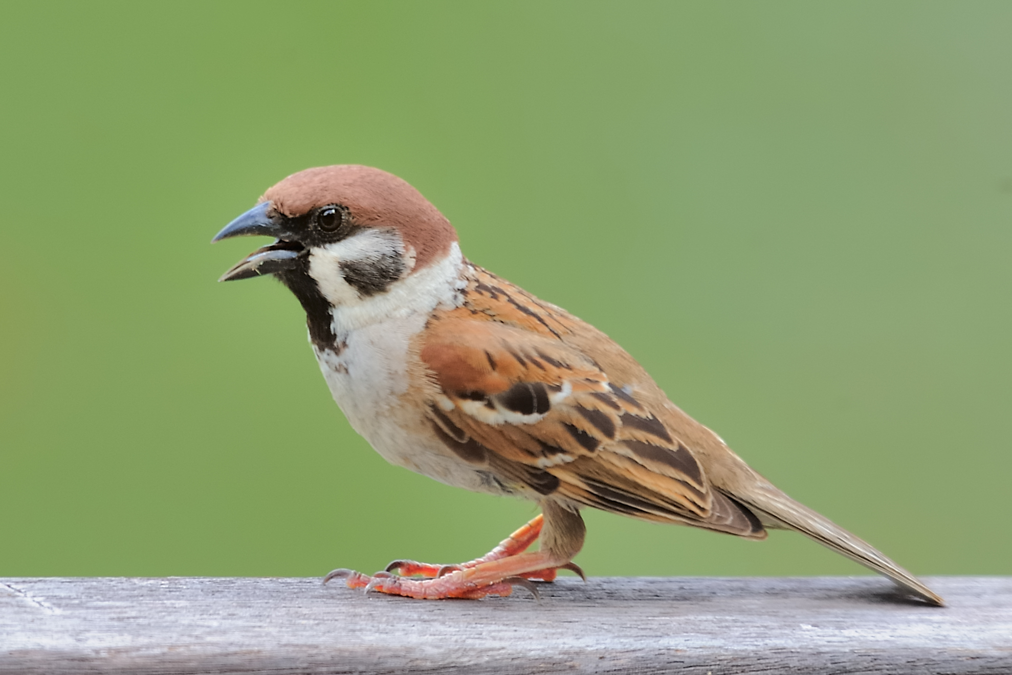 A Touching Story of an old Father, Son and a Sparrow – Kindness Blog