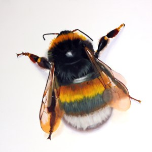 One BumbleBee, Three Children and Me – A Lesson Learned – Kindness Blog